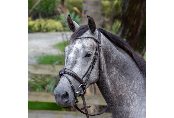 DP Bonn Braided Bridle